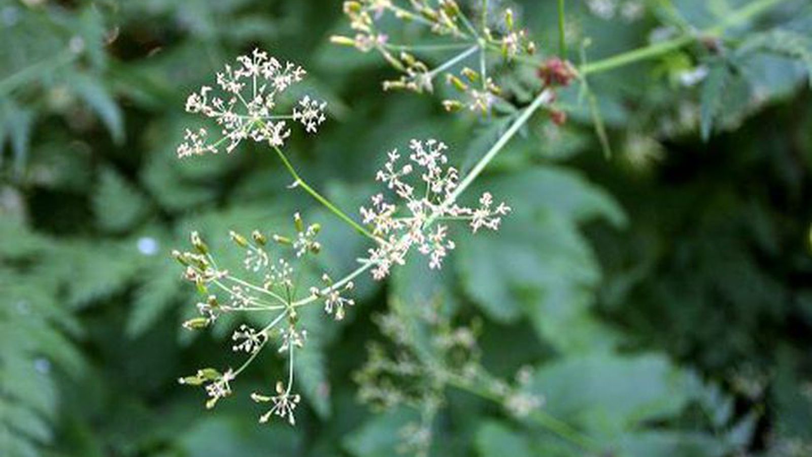 RS - Kerfill. Planta sem við ættum að varast að komast í snertingu við ...