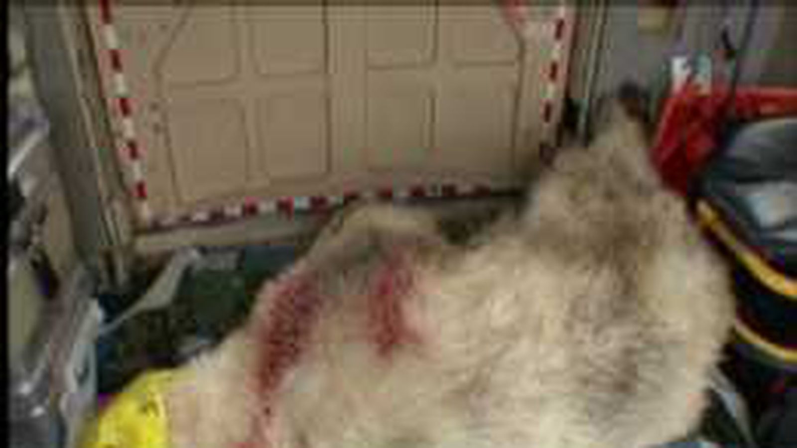 Ísbjörninn felldur í dag - Sjónvarp - Vísir