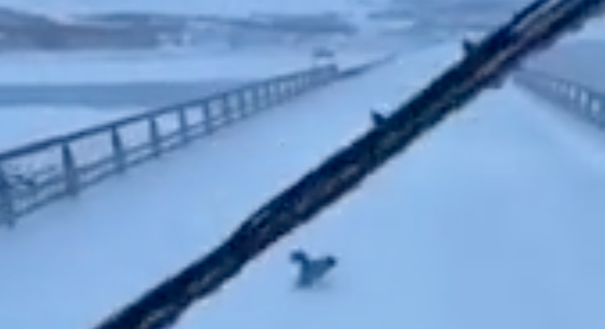 Refur verður fyrir snjóruðningstæki vestur á fjörðum - Sjónvarp - Vísir